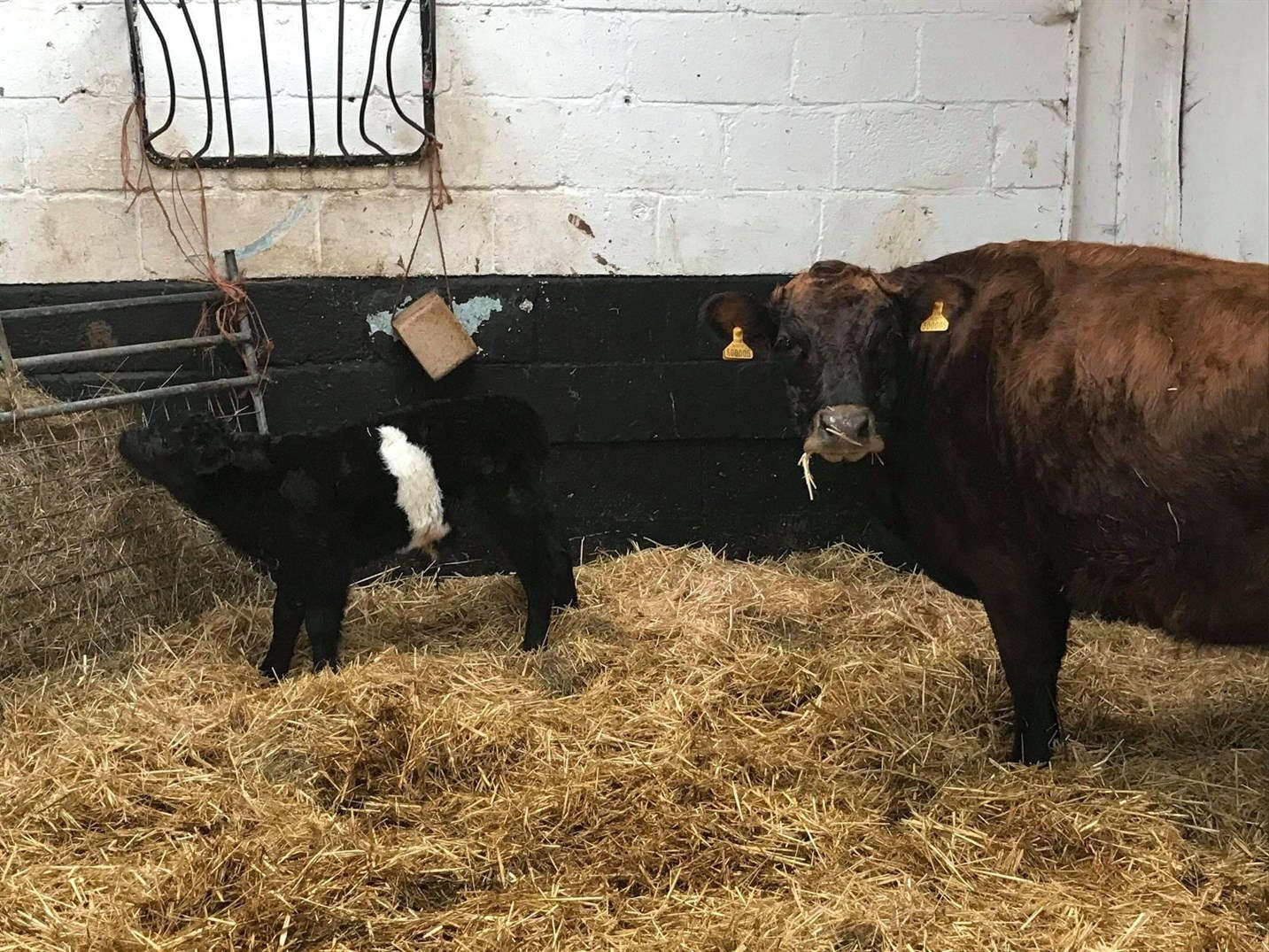 Stonebridge City Farm - Update